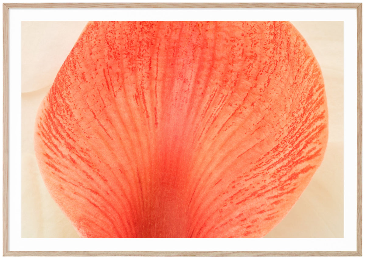 Drowning Red - Still Life Photograph of Flower Leaves – Poppy Posters